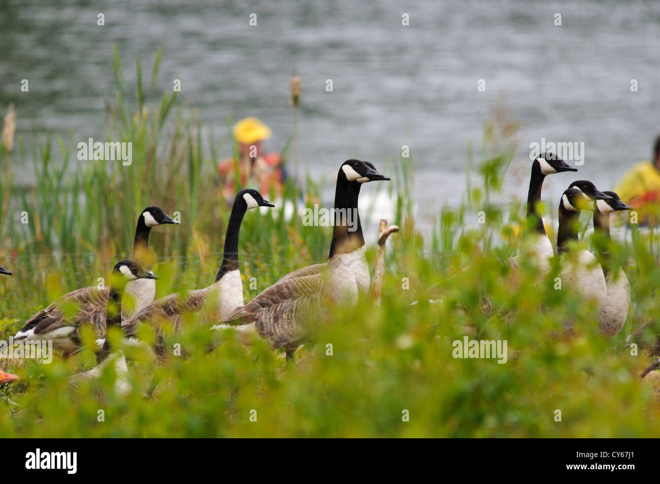 Canada geese (Branta canadensi) coming ashore and being funneled by ...