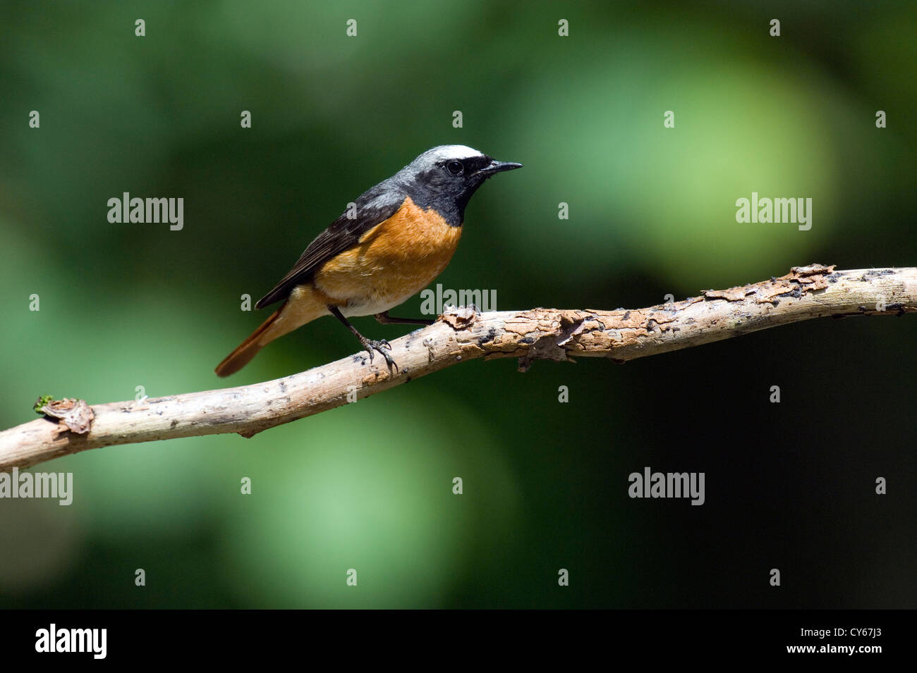 Male Common Redstart High Resolution Stock Photography and Images - Alamy