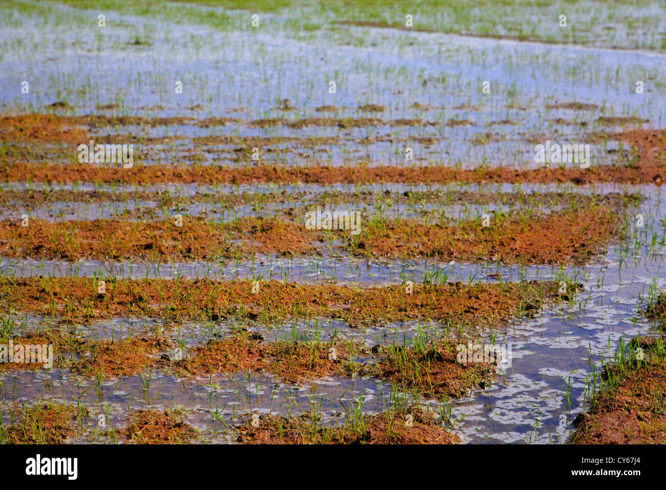 Rice fields irrigation with sprouts in a row on Spain Stock Photo - Alamy