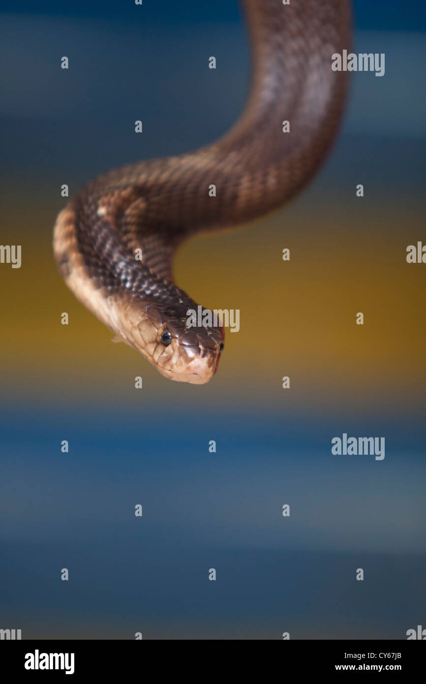 A Hooded Cobra at a snake show at the tourist park of Okinawa World ...