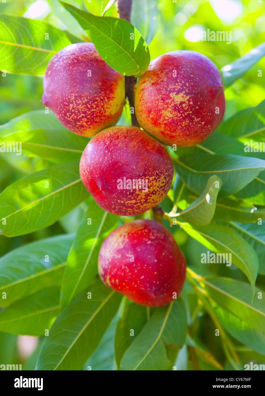 nectarine fruits on a tree with red color and green fresh leaves Stock ...