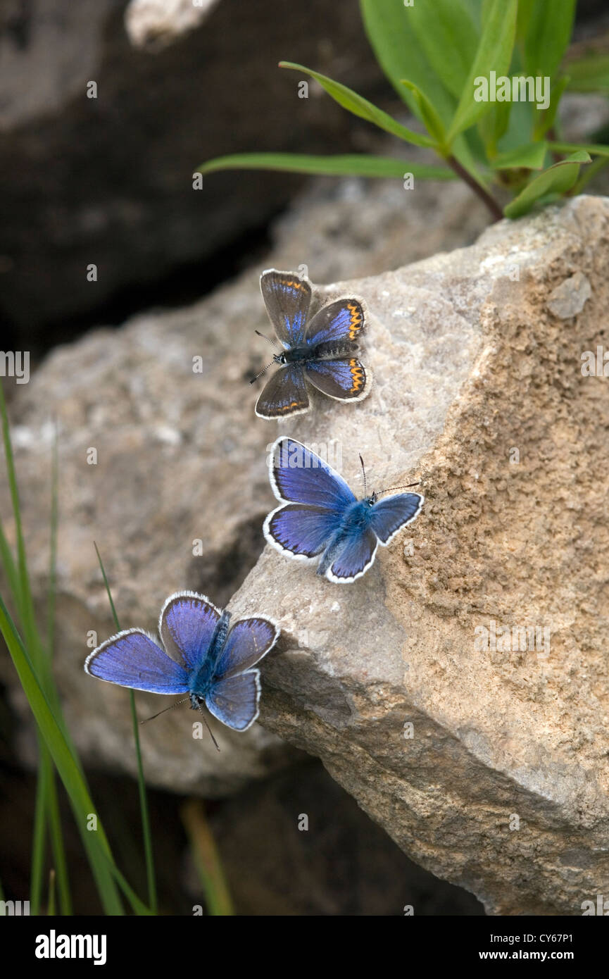 Silver-spotted blue butterfly (Plebeius argus Stock Photo - Alamy