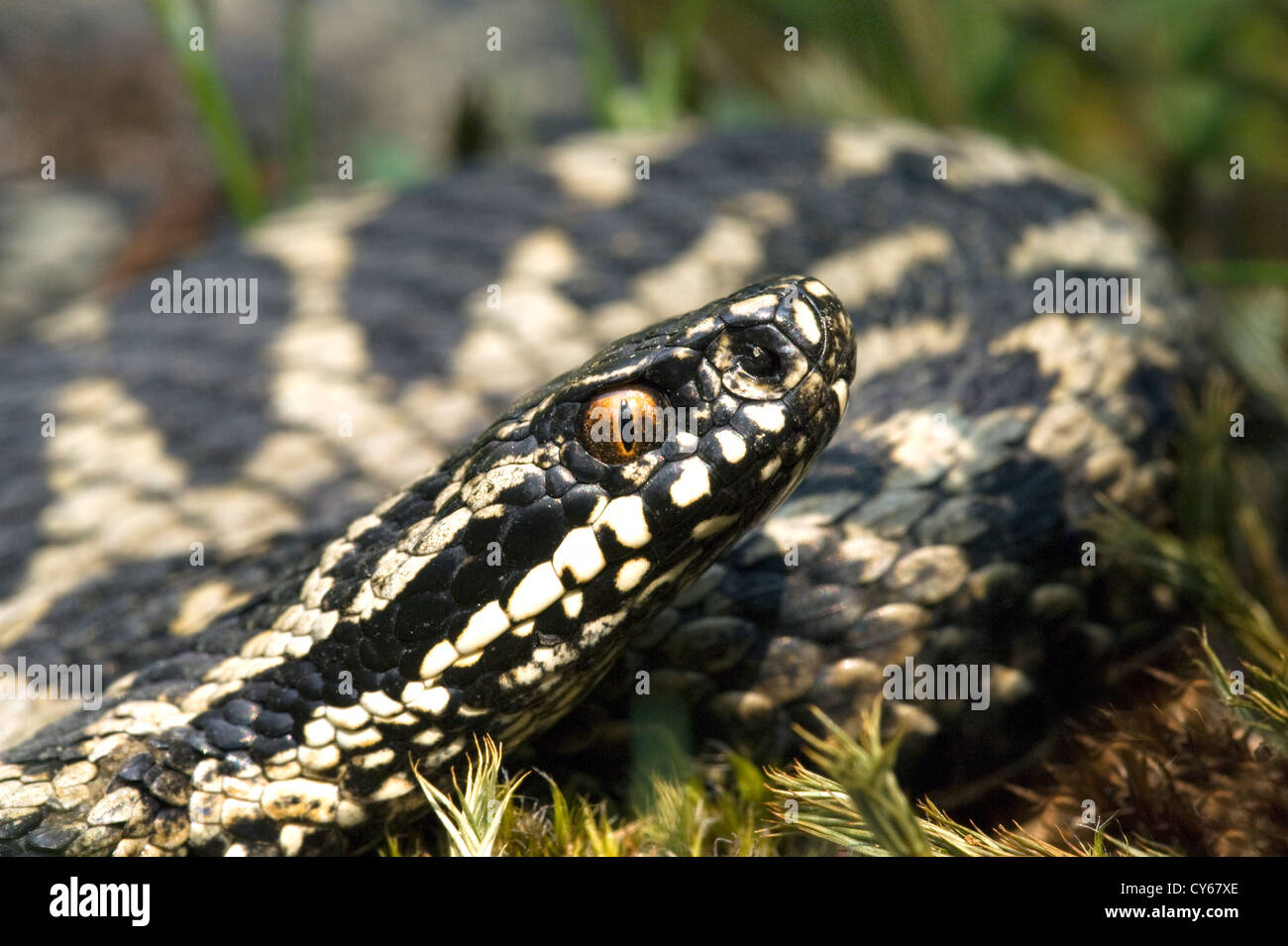 Black adder snake hi-res stock photography and images - Alamy