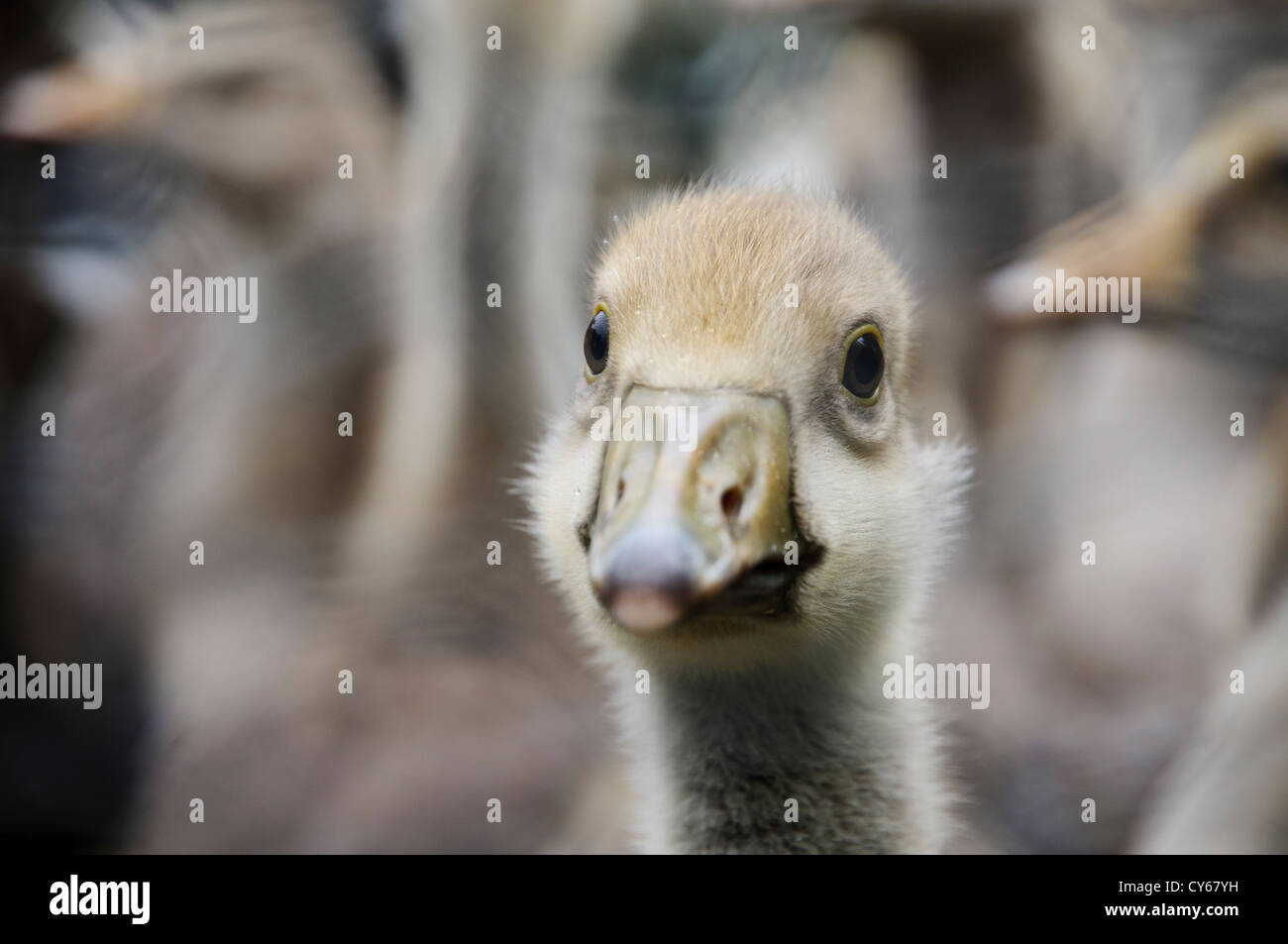 A close up on the head of a greylag goose (Anser anser) gosling in the ...