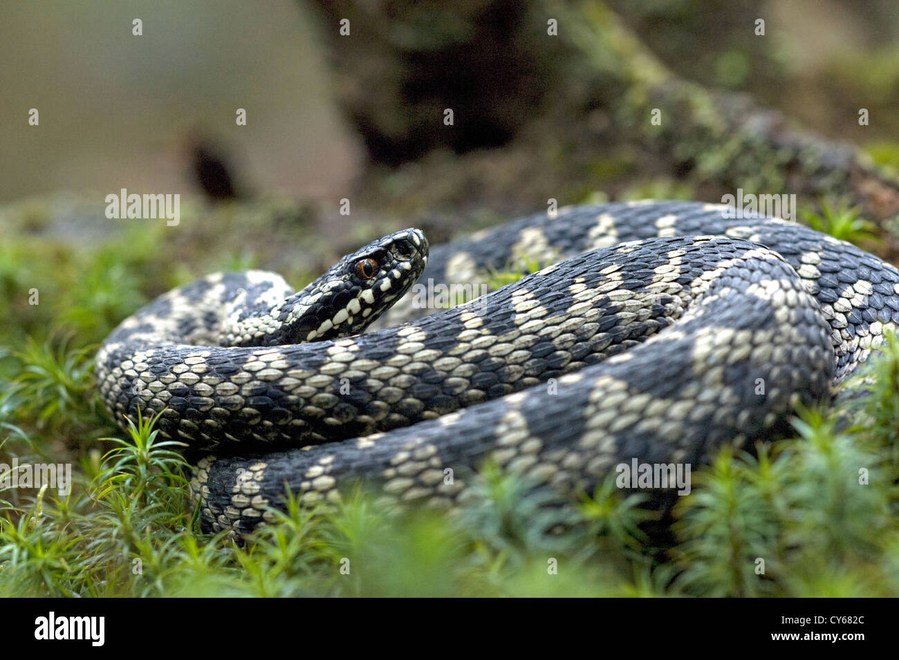 Black adder snake hi-res stock photography and images - Alamy