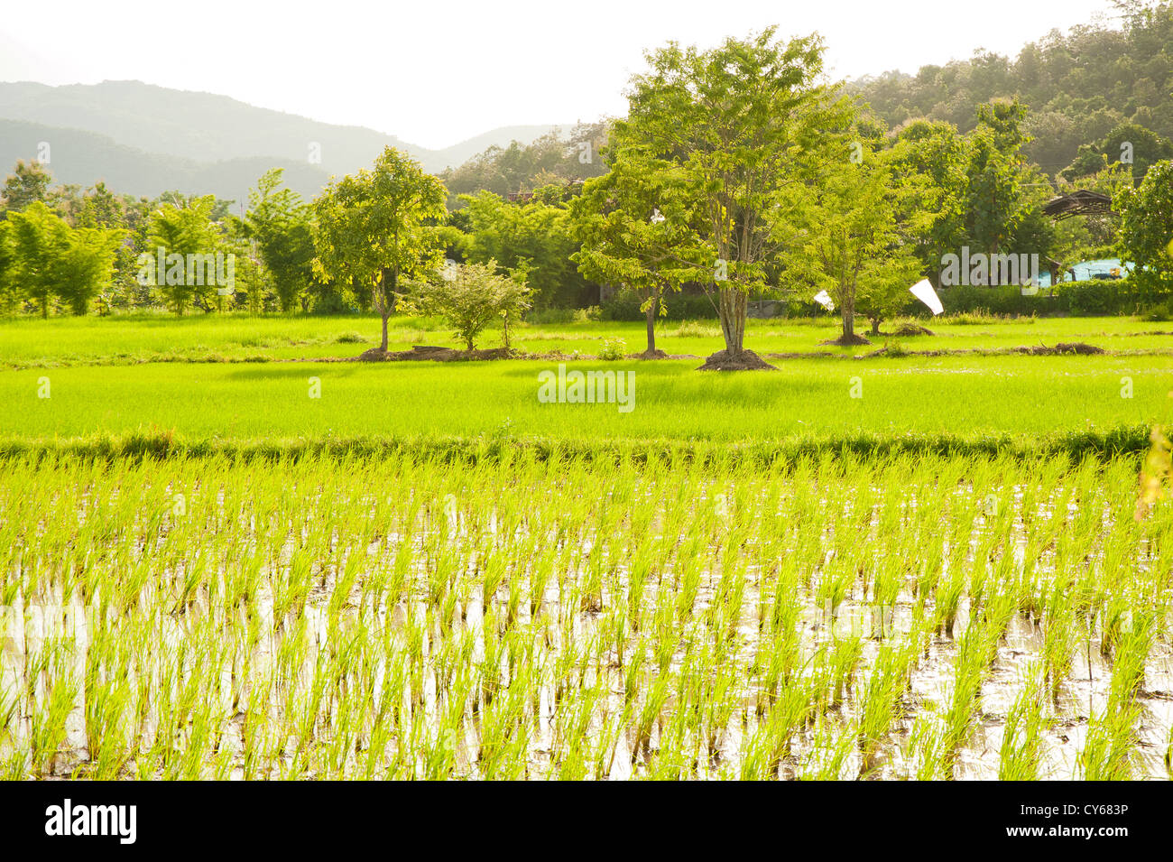 Green rice fields in Thailand Stock Photo - Alamy
