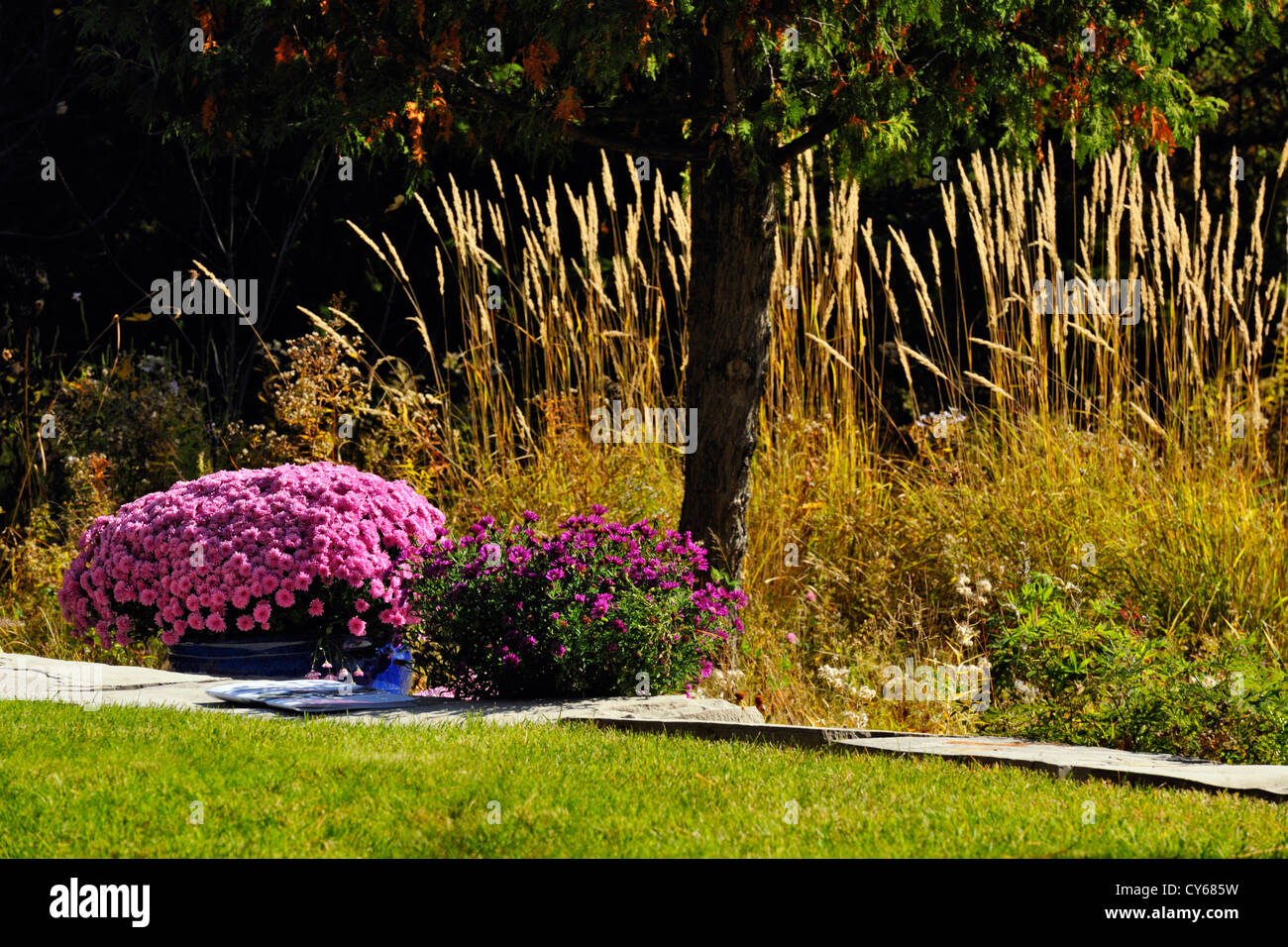A stone wall with potted late-summer mums, Greater Sudbury, Ontario ...