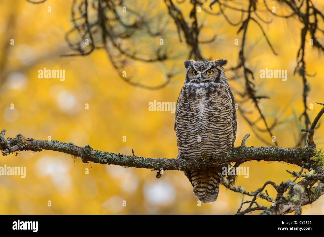 Golden owl hi-res stock photography and images - Alamy