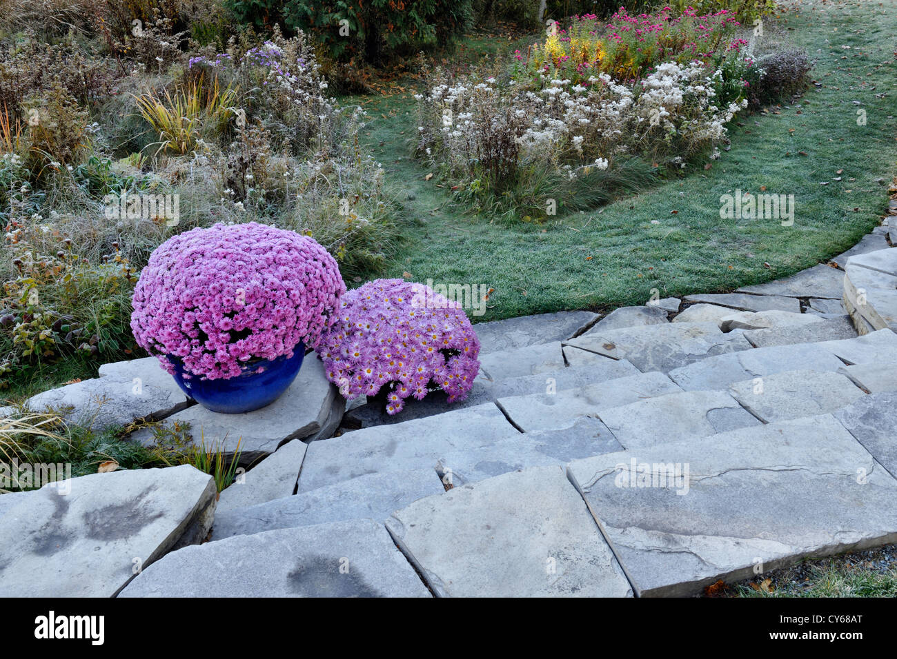 A stone wall with potted late-summer mums on a frosty morning, Greater ...