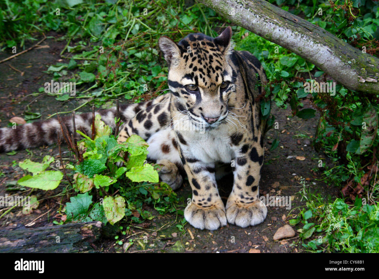 Clouded Leopard Claws
