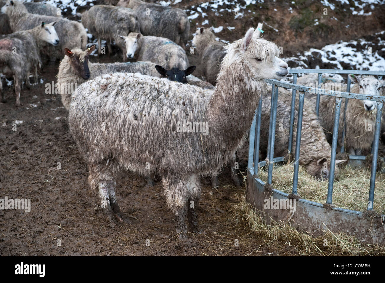 Welsh sheep farming winter hi-res stock photography and images - Alamy