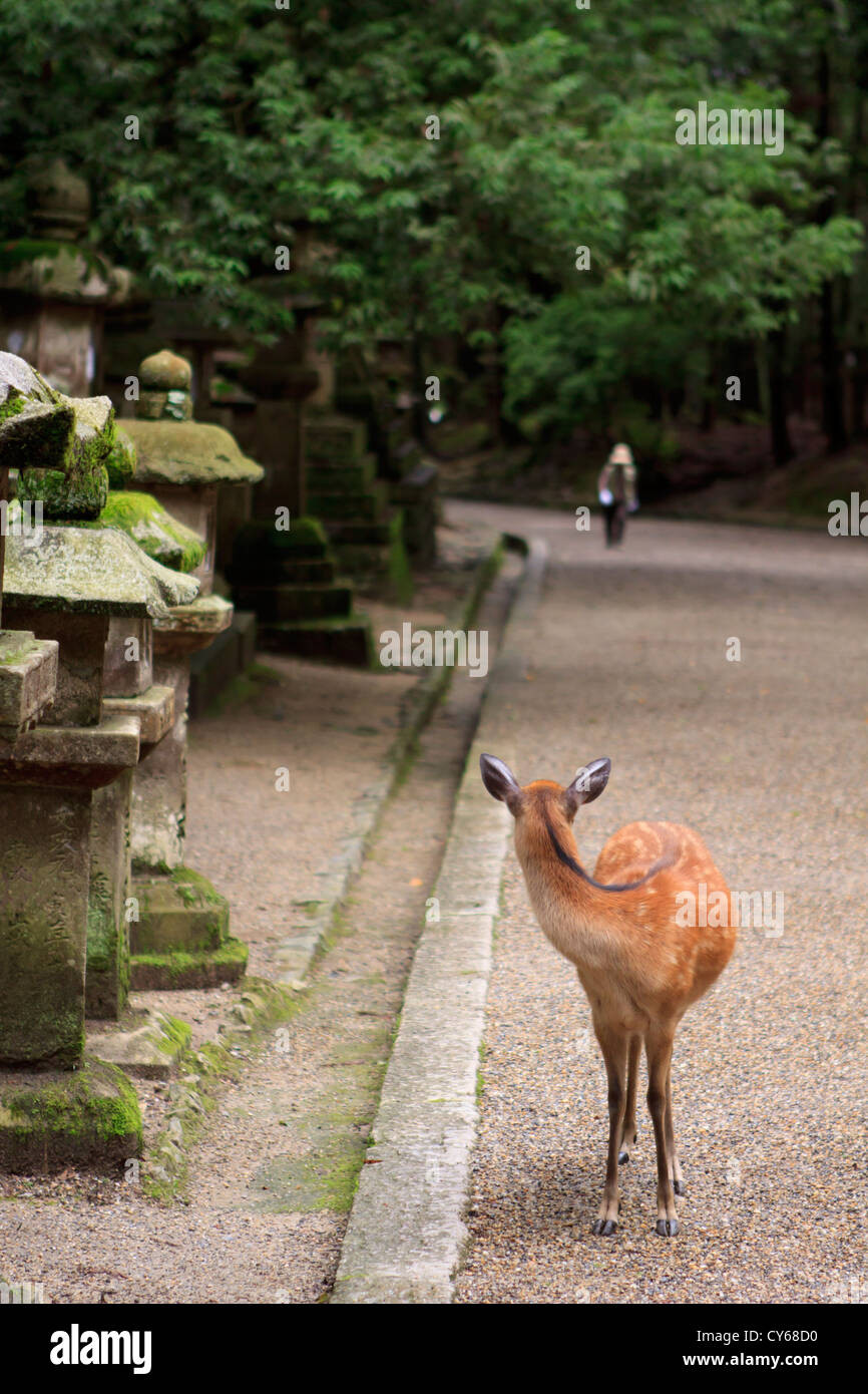 A wild Japanese deer stands at the entrance to Kasuga-Taisha Shrine in ...