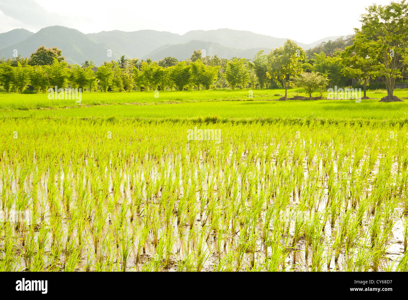Green rice fields in Thailand Stock Photo - Alamy