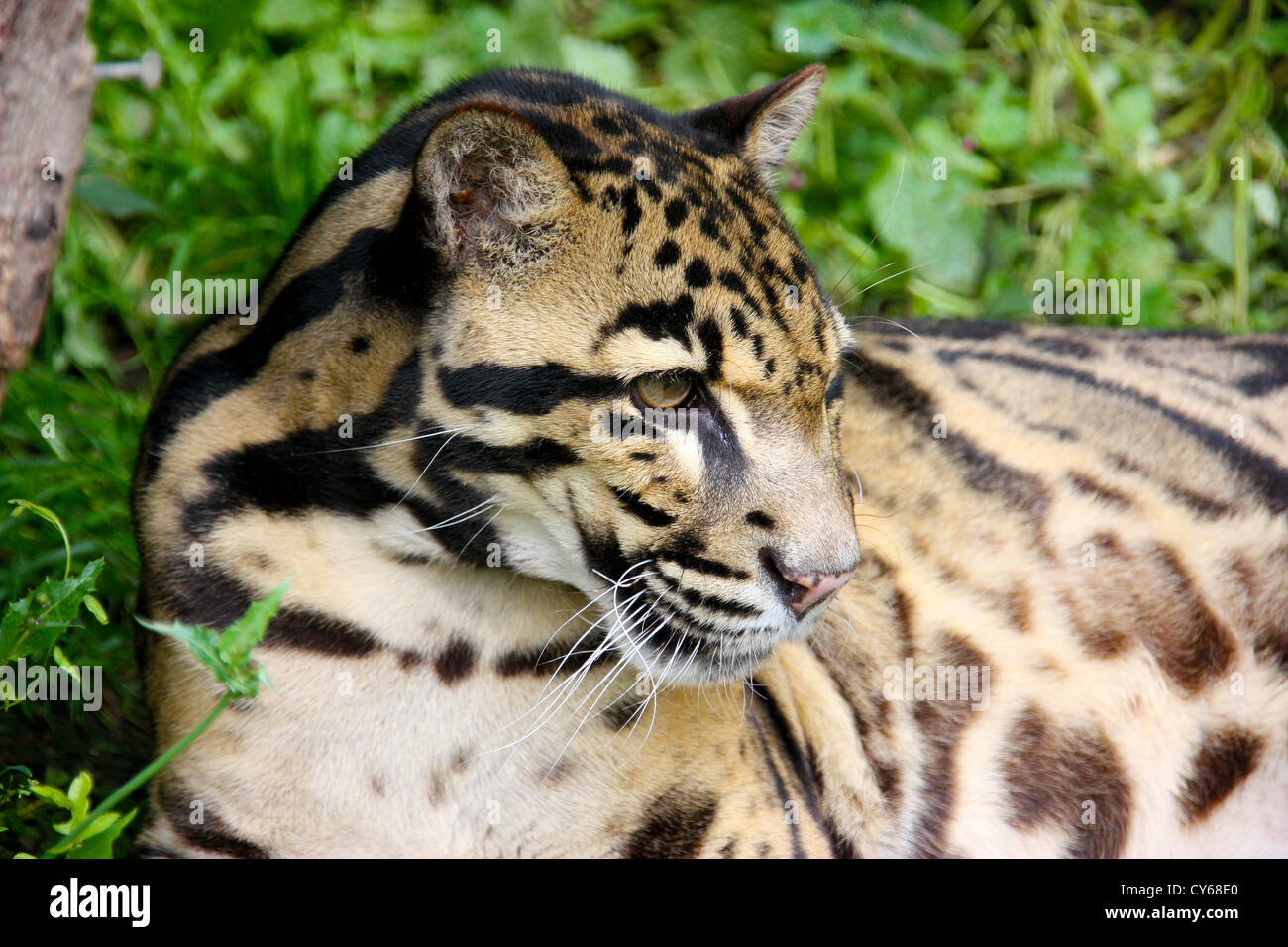 Clouded Leopards Claws Skin Heads