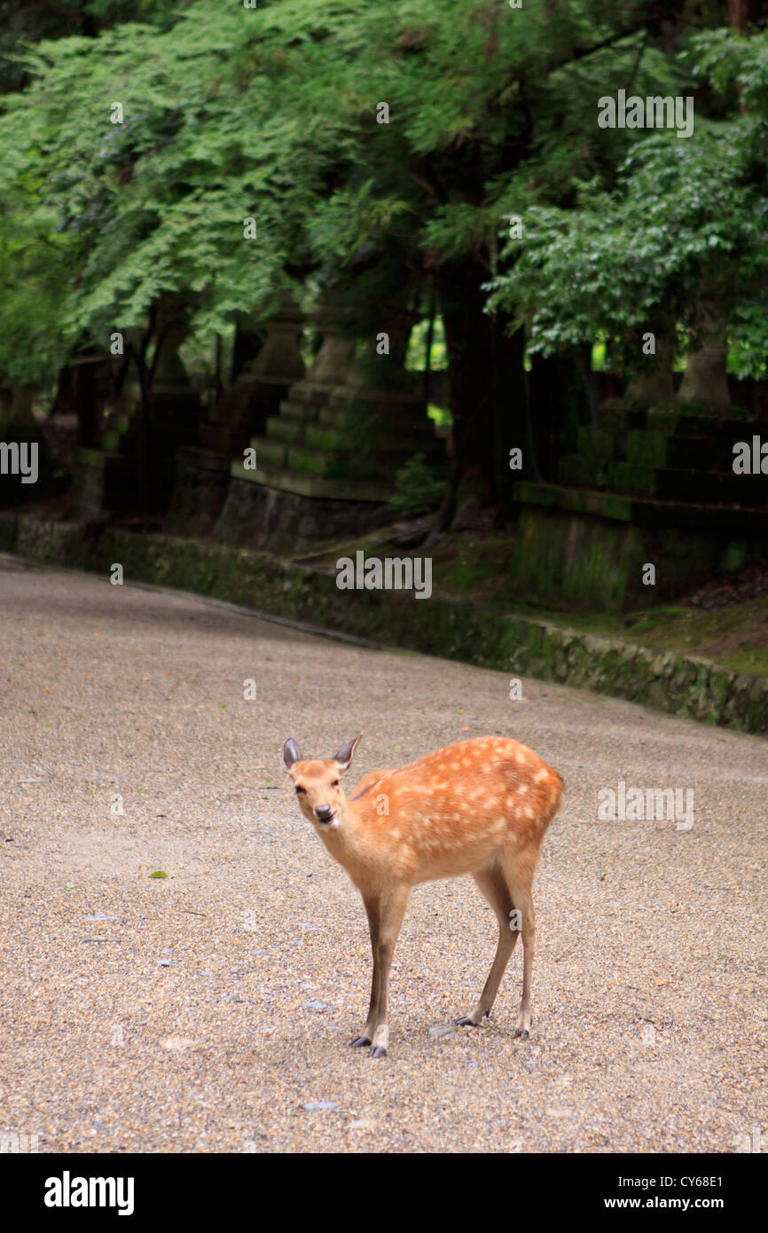 A wild Japanese deer stands at the entrance to Kasuga-Taisha Shrine in ...
