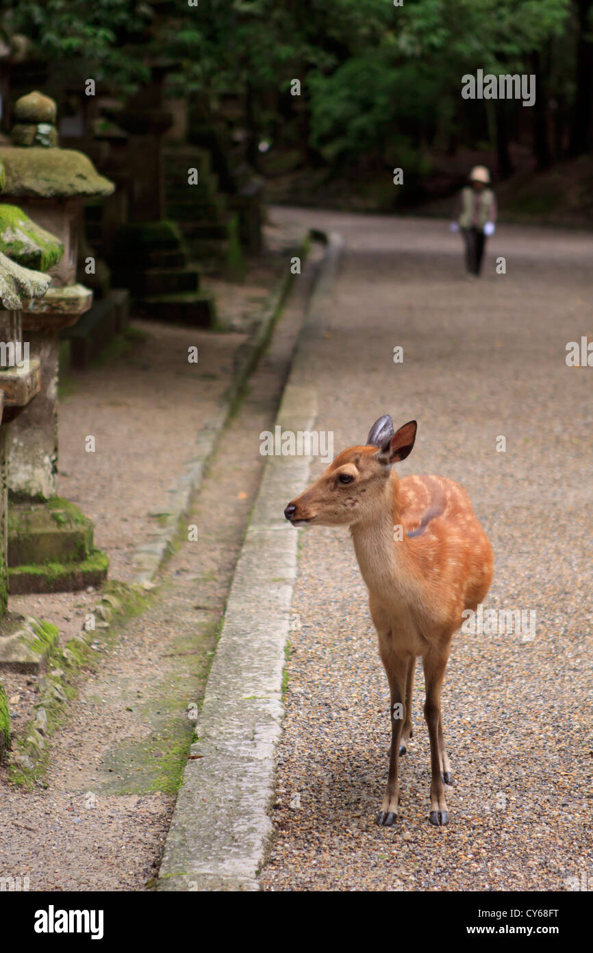 A wild Japanese deer stands at the entrance to Kasuga-Taisha Shrine in ...