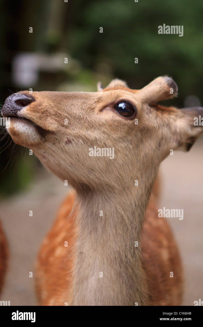 Wild Japanese deer on the prowl for food at the entrance to Kasuga ...