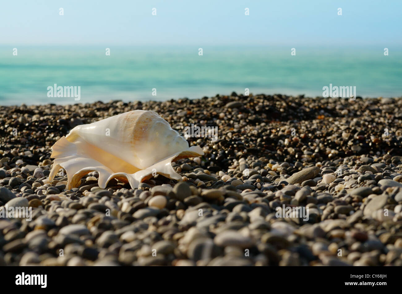 Shell on beach with tide at background Stock Photo - Alamy