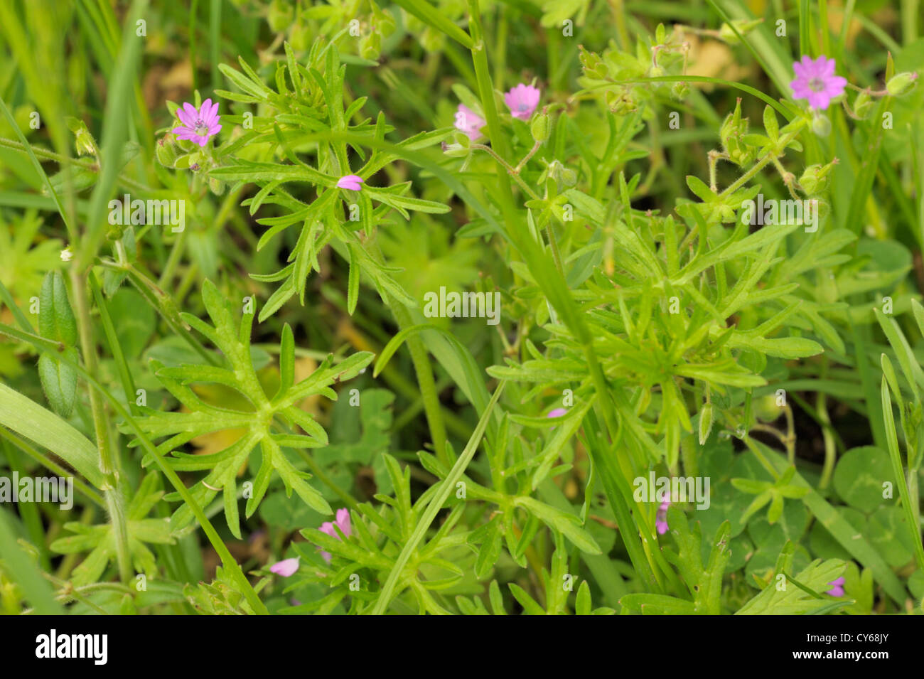 Cut-leaved Crane's-bill, Geranium dissectum Stock Photo - Alamy