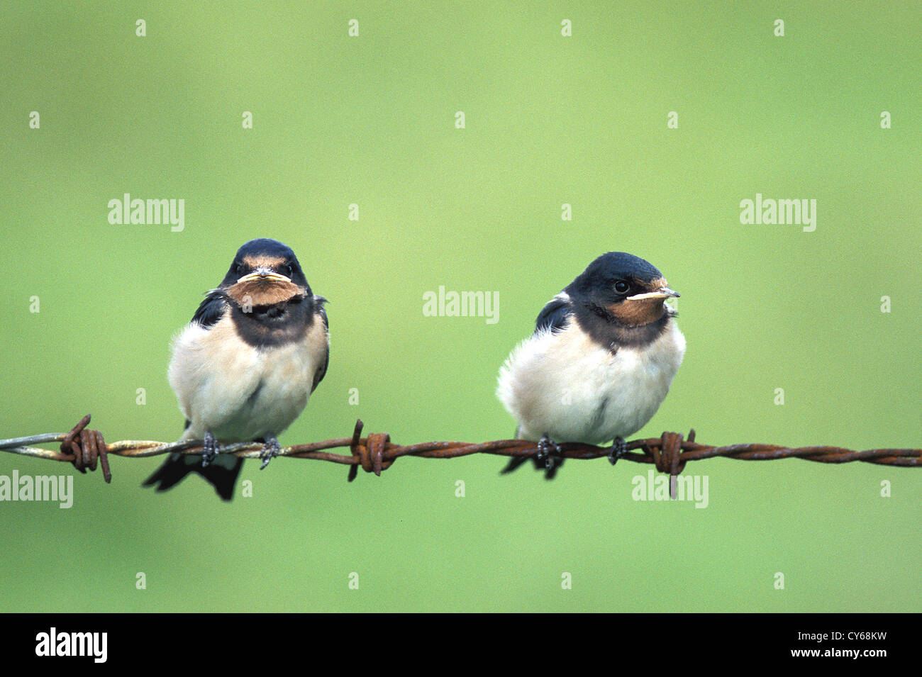 Barn swallow (Hirundo rustica Stock Photo - Alamy