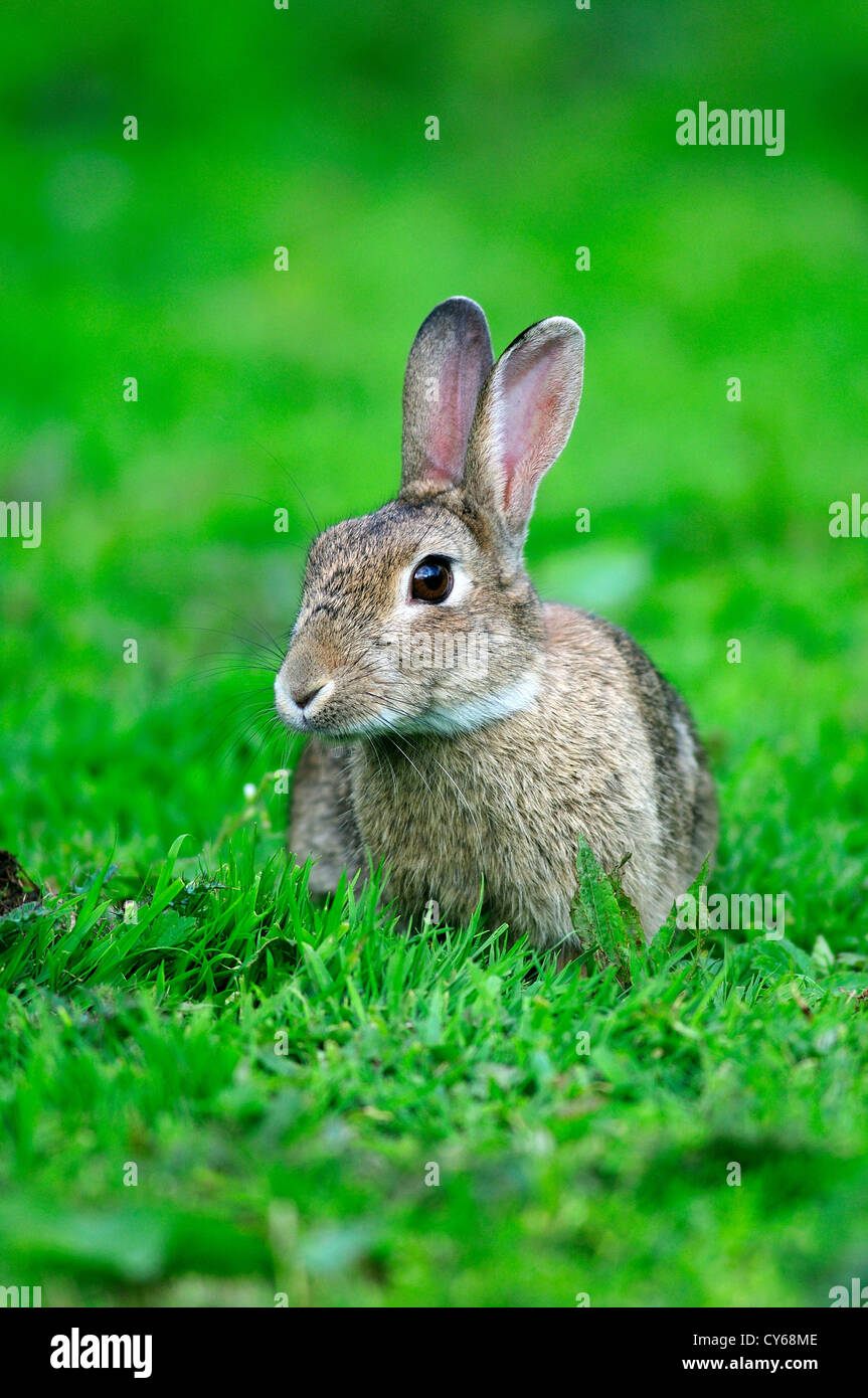 RABBIT Oryctolagus cuniculus Stock Photo - Alamy
