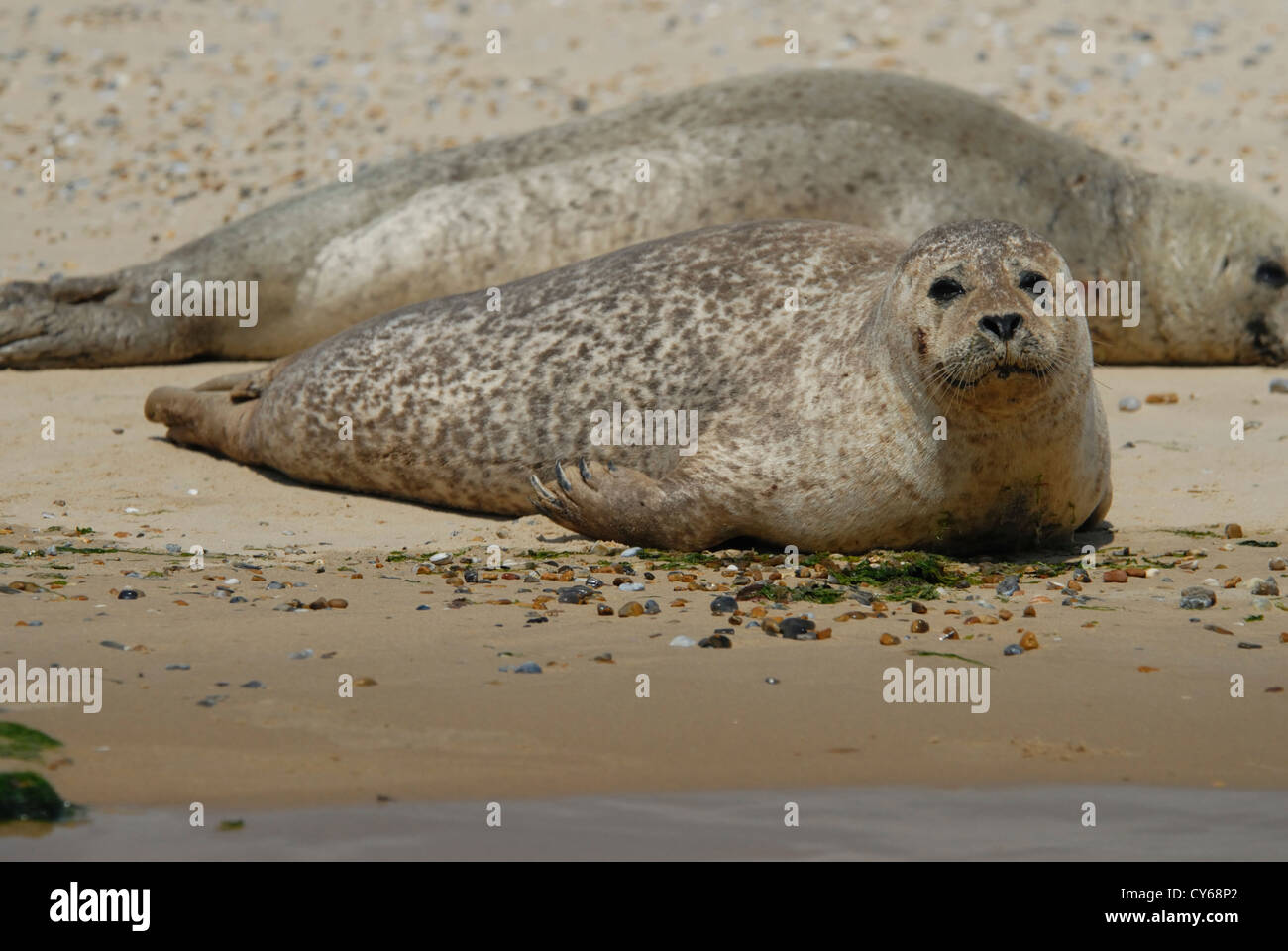 Two common seals hauled out on the beach in Norfolk, UK. July 2007 ...