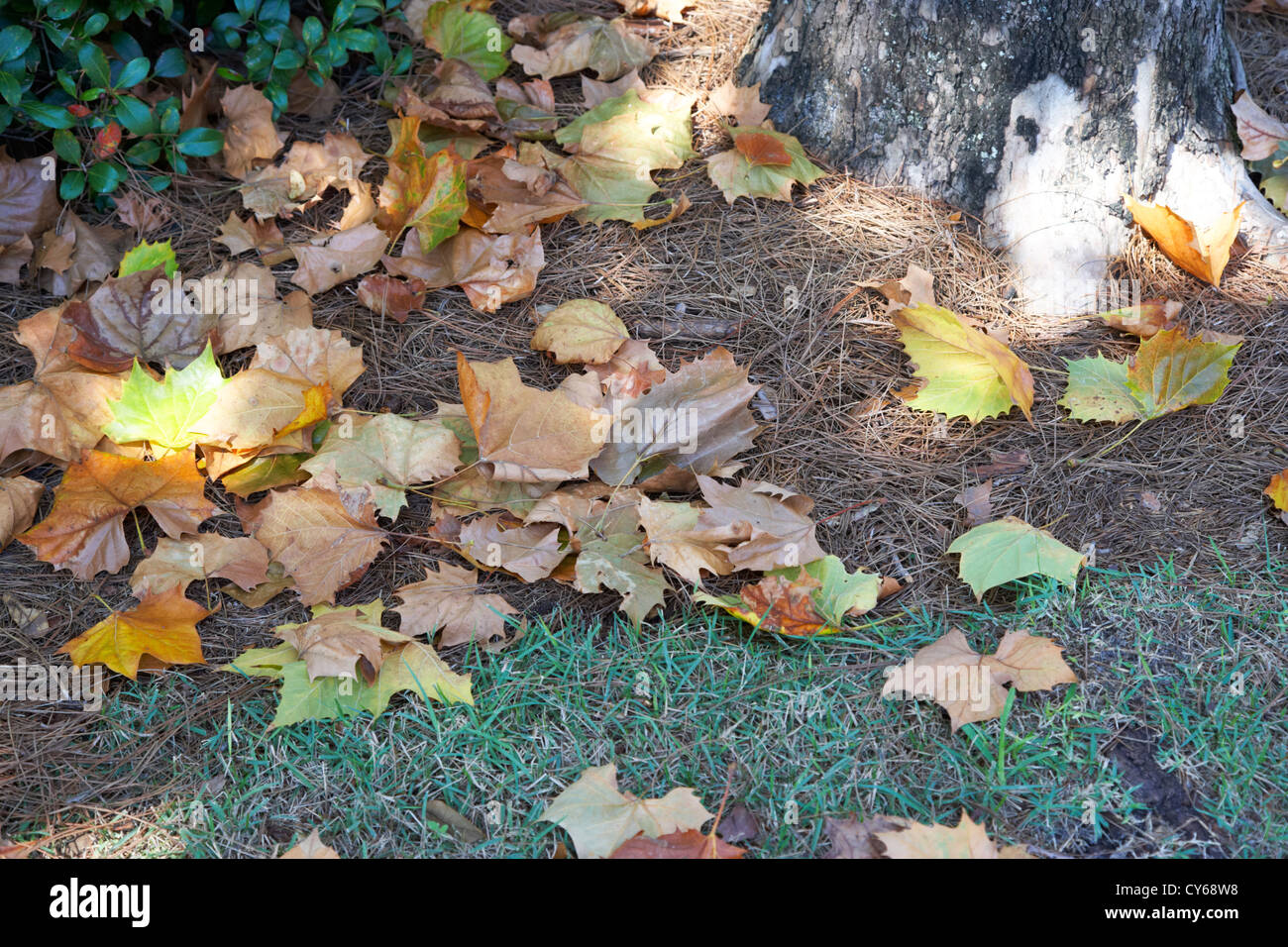 Acer leaves on the ground hi-res stock photography and images - Alamy