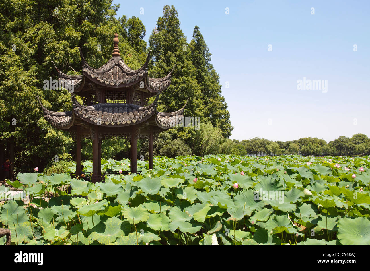 Pavilion and lotus pond, West Lake, Hangzhou Stock Photo - Alamy
