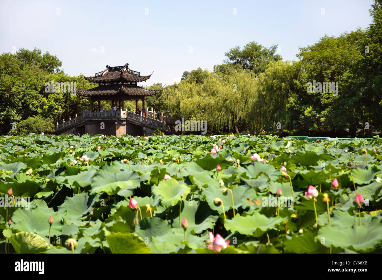 Lotus pond and bridge, West Lake, Hangzhou Stock Photo - Alamy