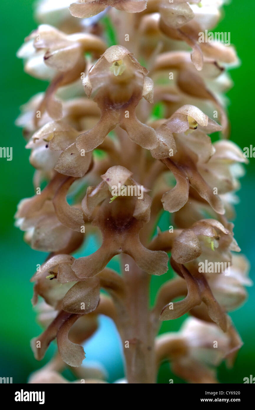 Neottia Nidus Avis Woodland Stock Photos & Neottia Nidus Avis Woodland ...