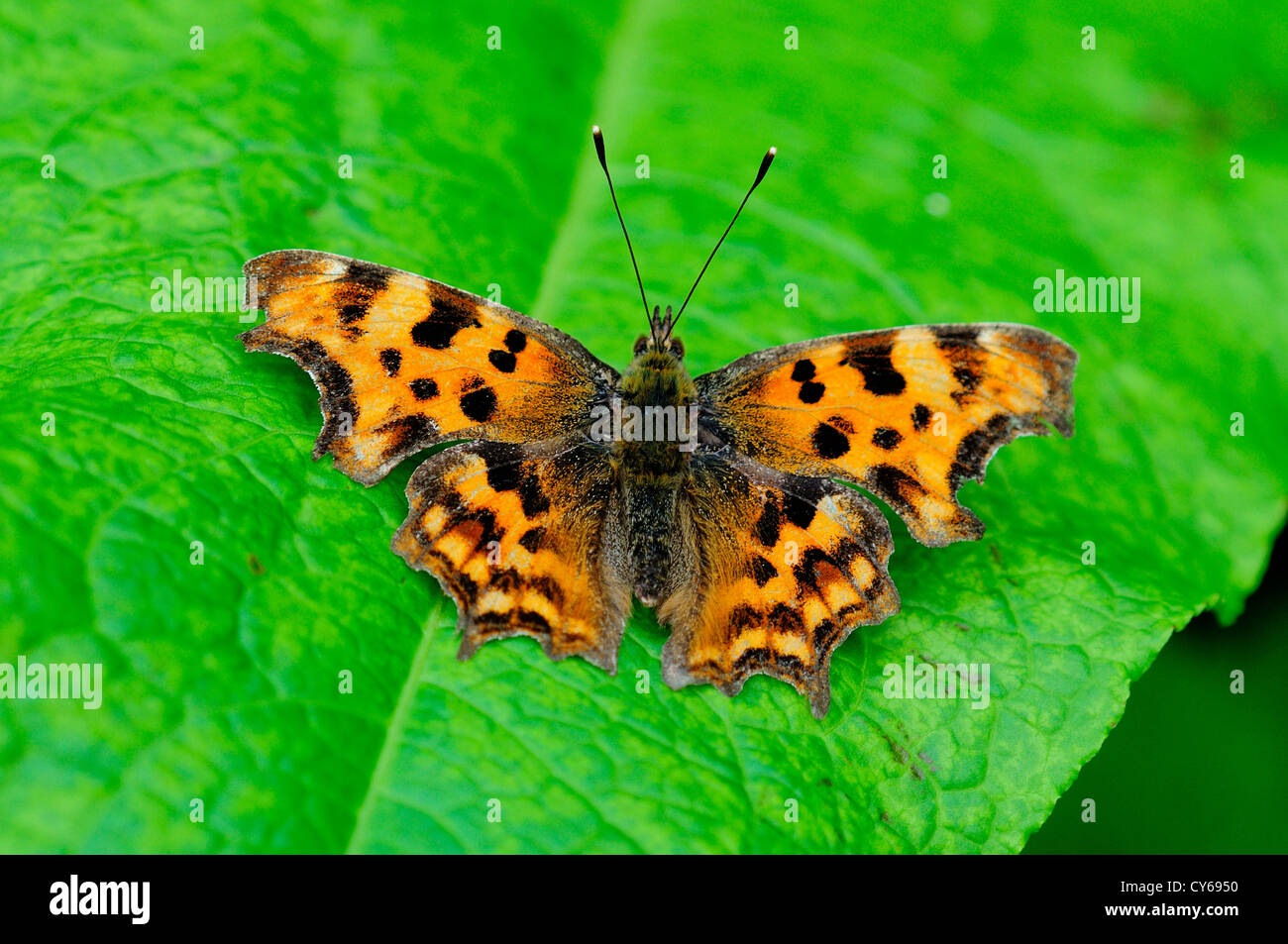 Comma photo hi-res stock photography and images - Alamy