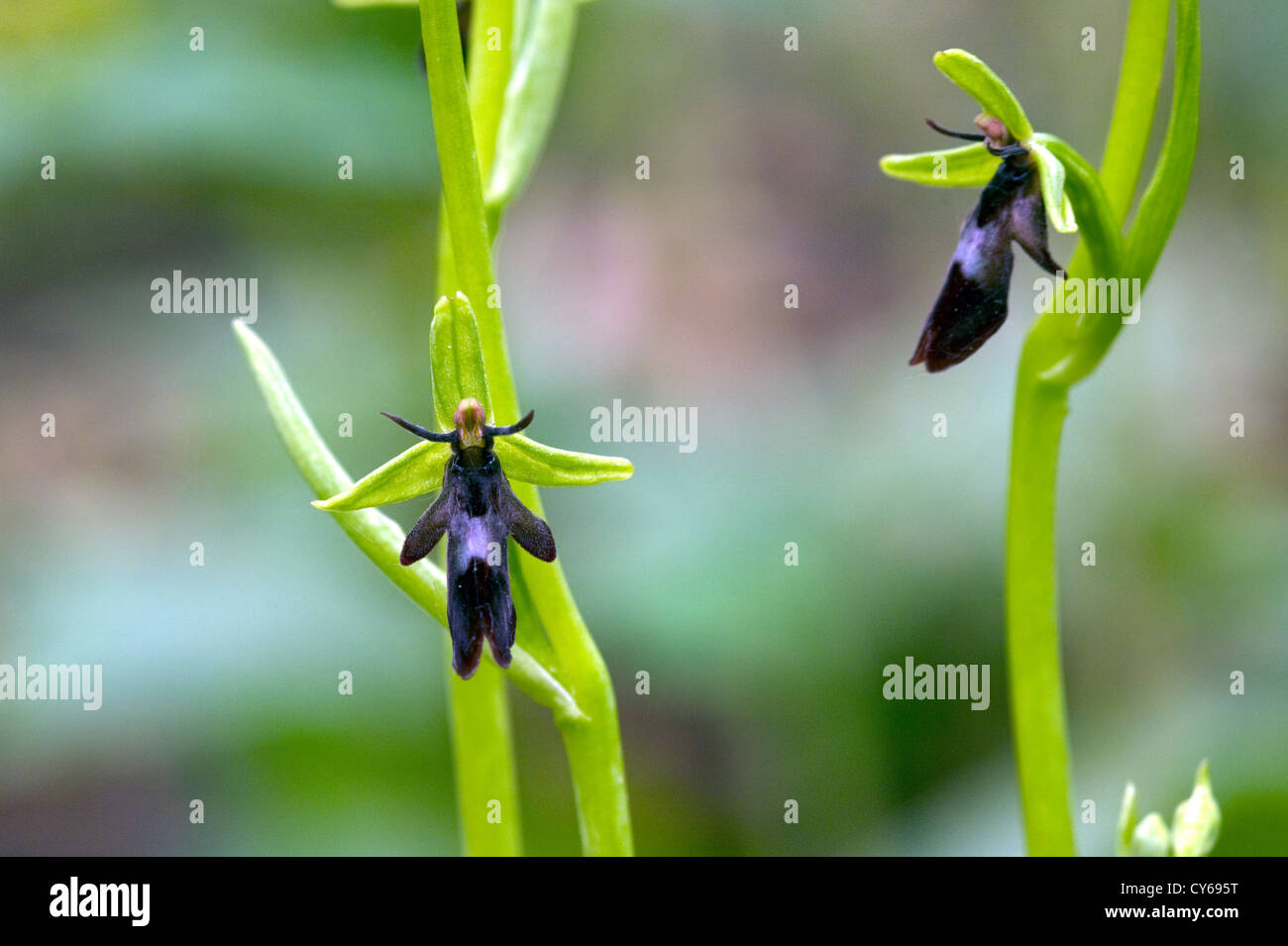 Fly orchid (Ophrys insectifera Stock Photo - Alamy