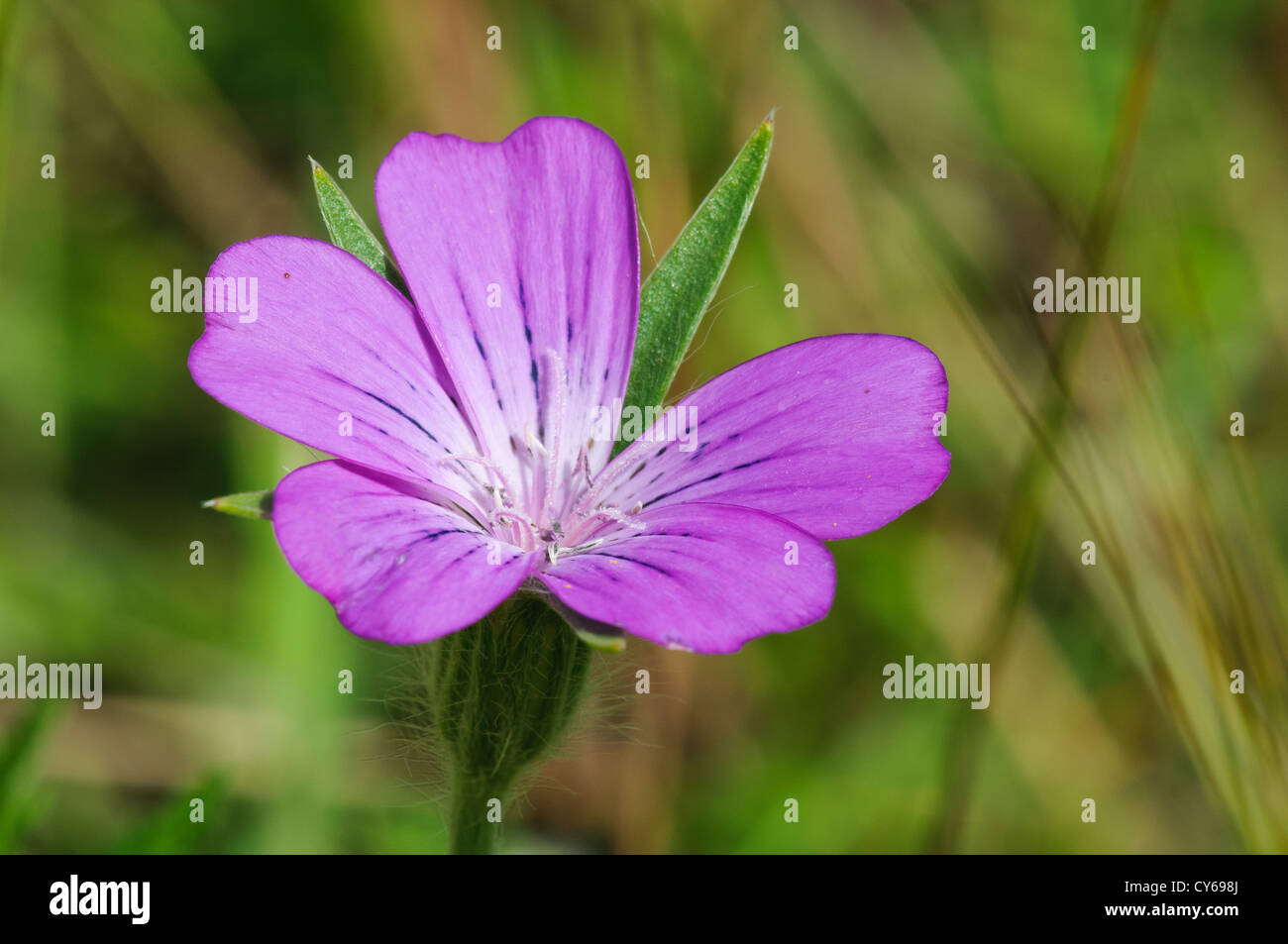 A corncockle (Agrostemma githago) flower in the traditional cornfield ...