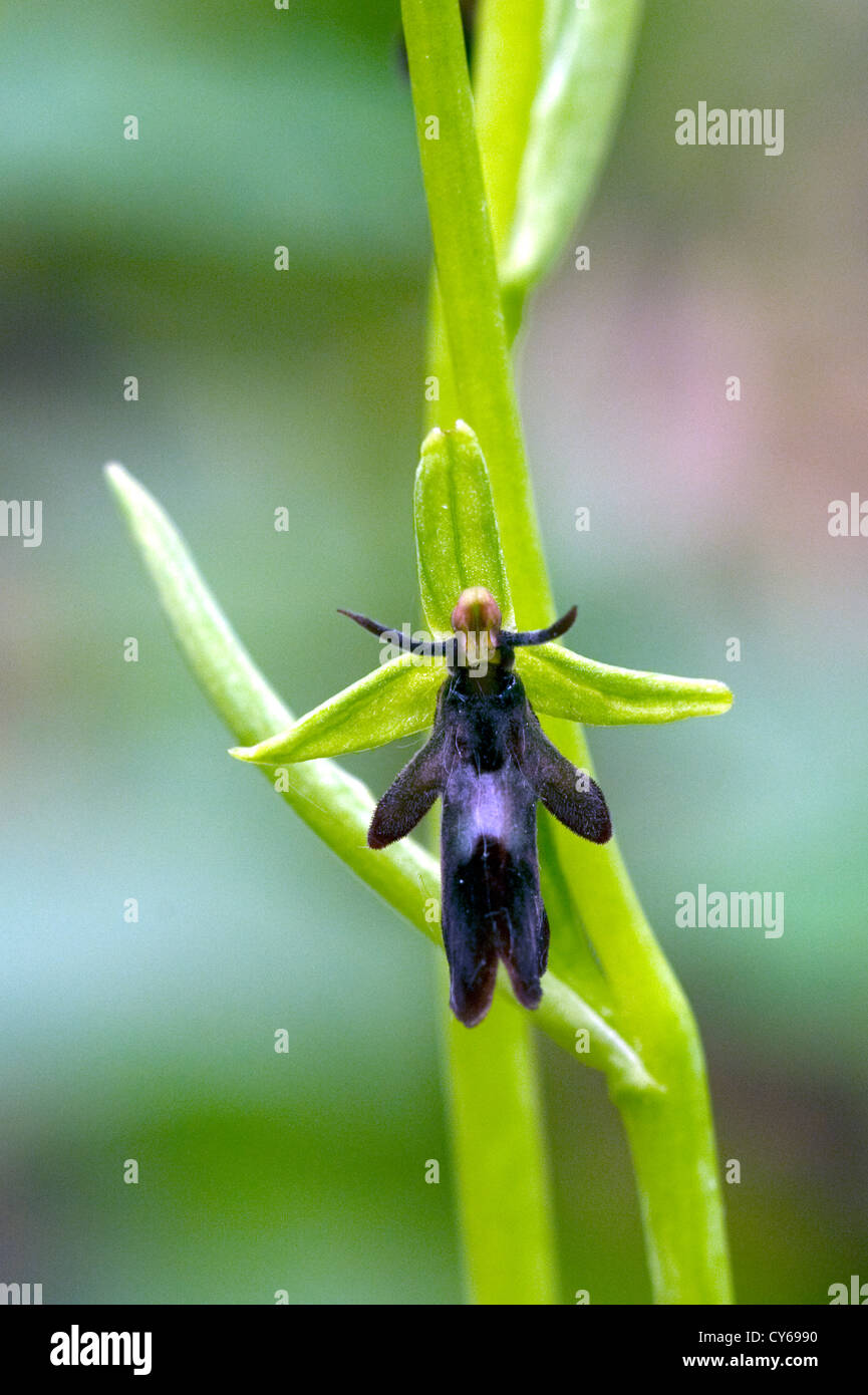 Fly orchid (Ophrys insectifera Stock Photo - Alamy
