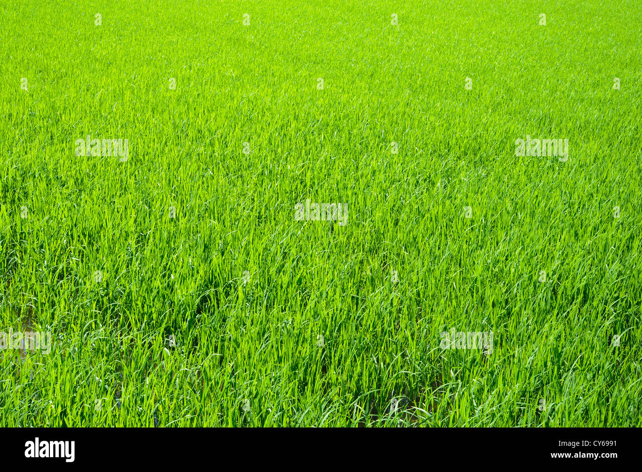 A green paddy field in thailand Stock Photo - Alamy