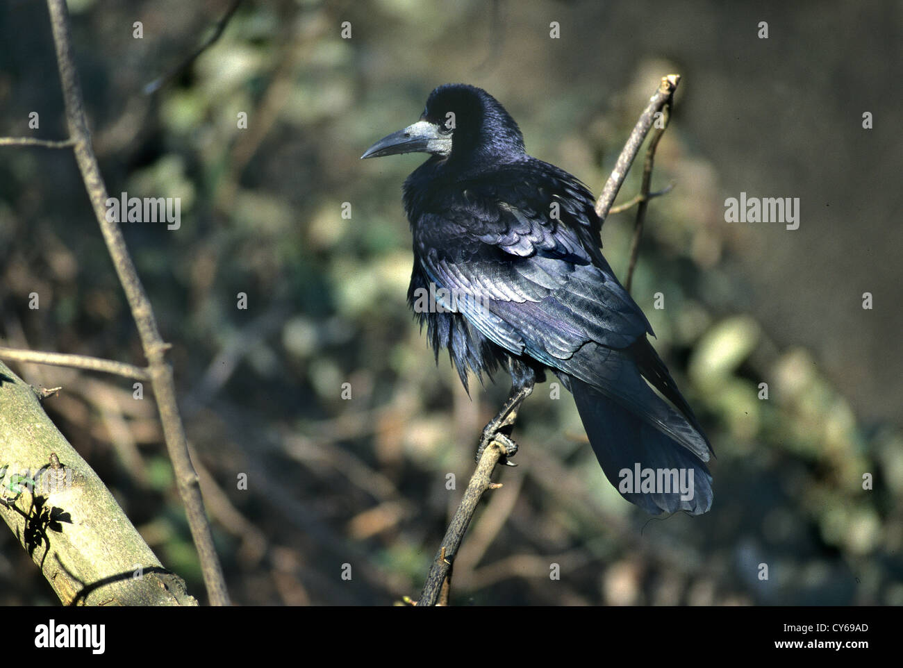 A sleek, shiny rook perched on a twig UK Stock Photo - Alamy