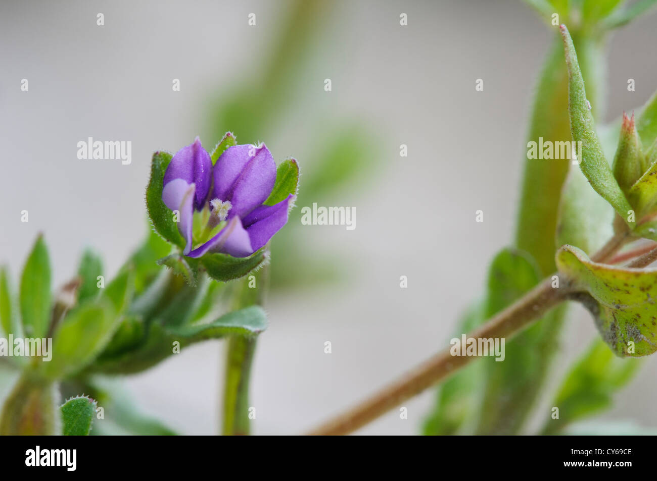 The miniscule flower of Venus's-looking-glass (Legousia hybrida ...