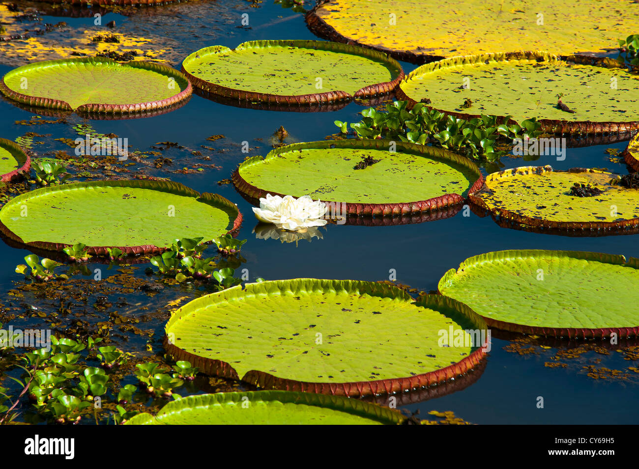 Float plant hi-res stock photography and images - Alamy