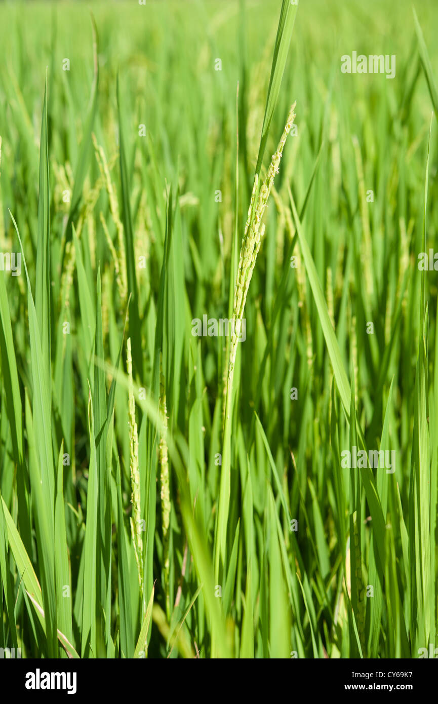 A green paddy field in thailand Stock Photo - Alamy