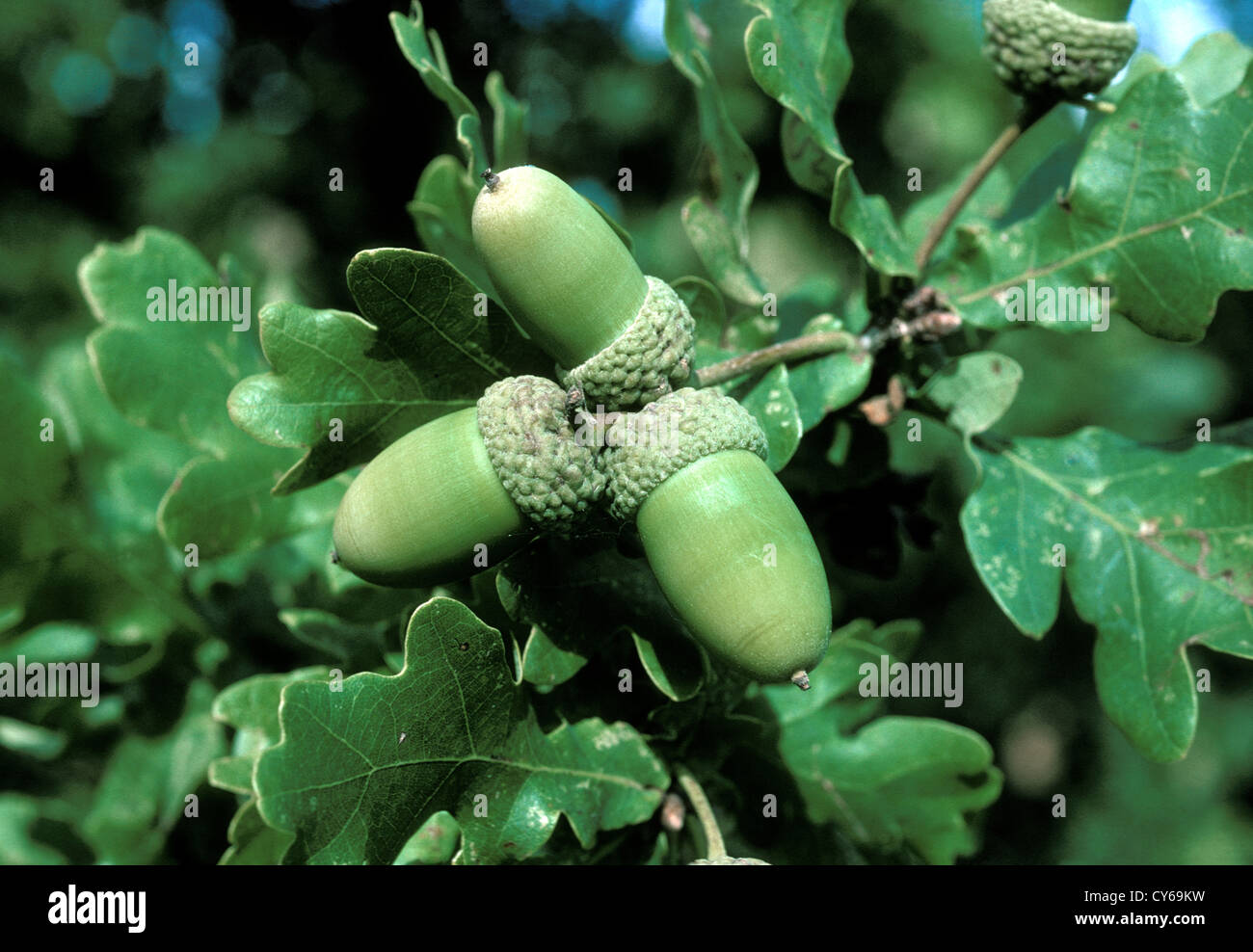 Three english oak trees hi-res stock photography and images - Alamy