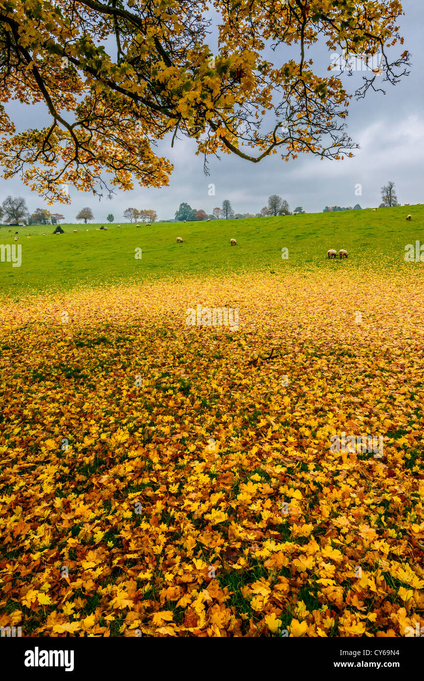 Sycamore hedge hi-res stock photography and images - Alamy