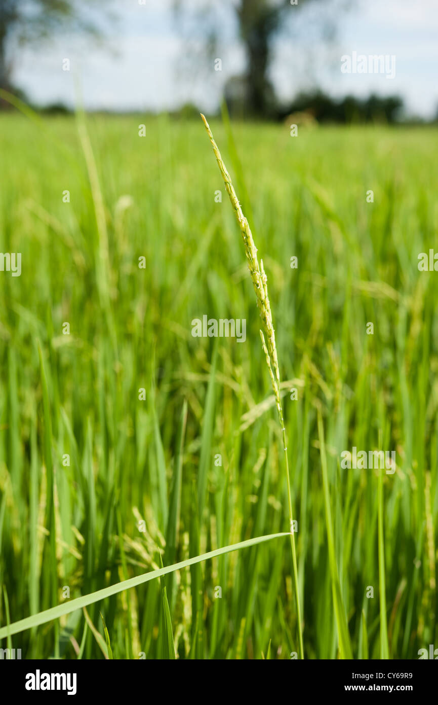 Paddy stalk hi-res stock photography and images - Alamy