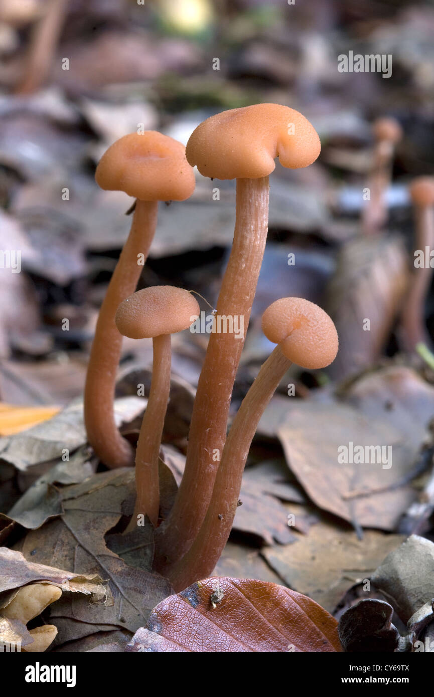 Jelly babies fungus (Leotia lubrica Stock Photo - Alamy