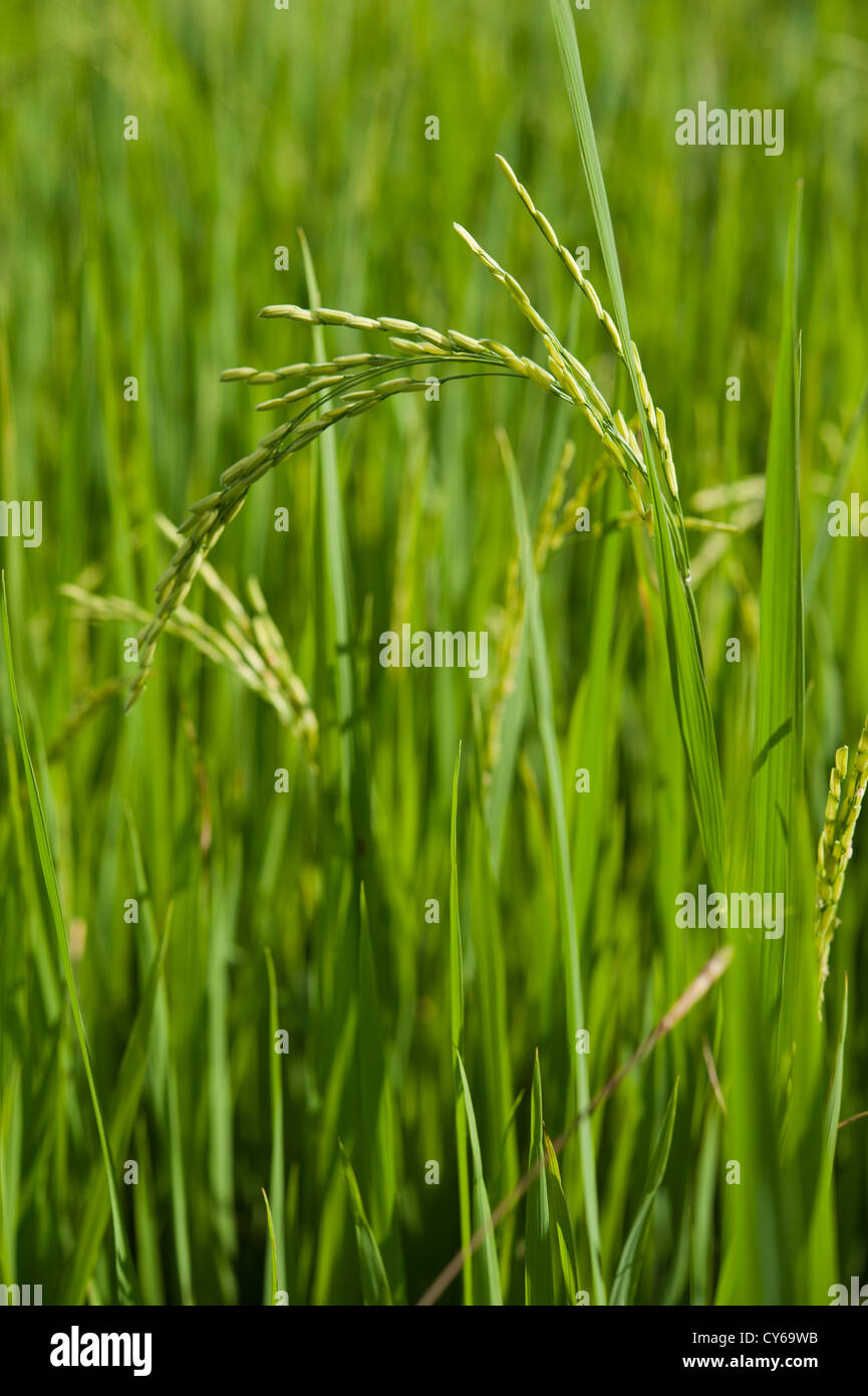 Cultivation crop green paddy hi-res stock photography and images - Alamy