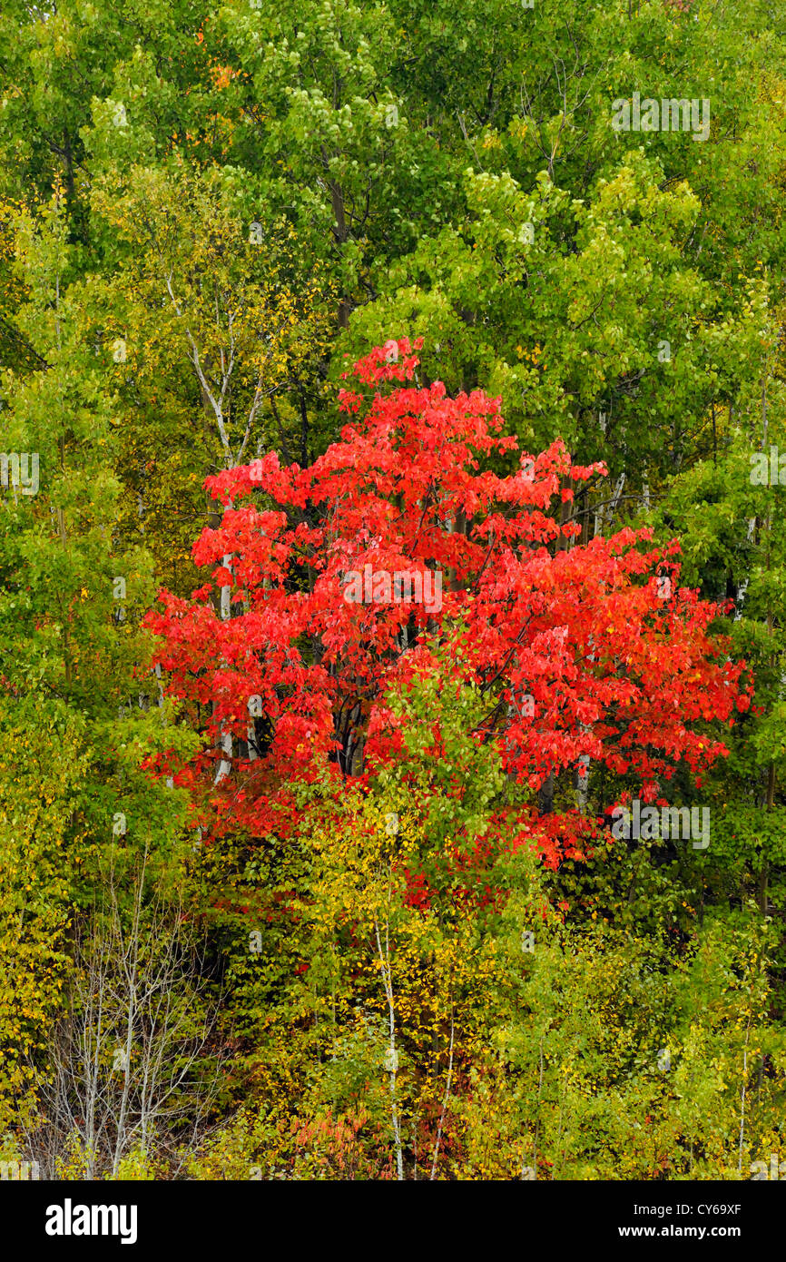 A red maple in the forest, Greater Sudbury, Ontario, Canada Stock Photo ...