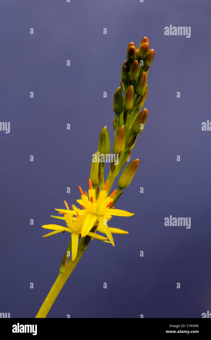 Bog asphodel in flower narthecium hi-res stock photography and images ...