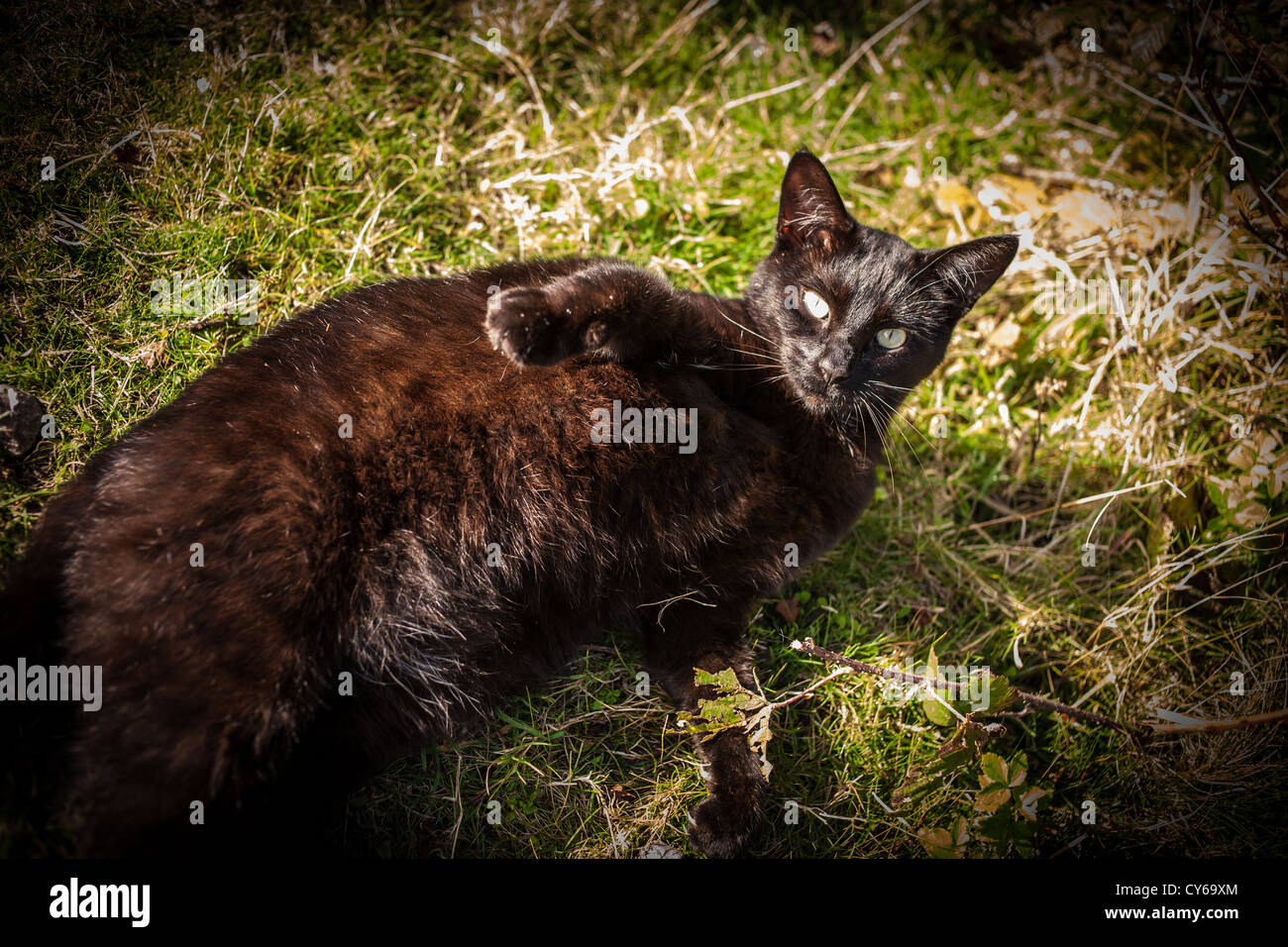 Reflected cat hi-res stock photography and images - Alamy