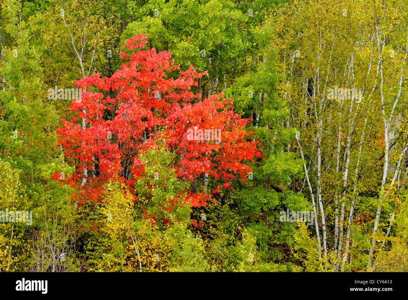 A red maple in the forest, Greater Sudbury, Ontario, Canada Stock Photo ...