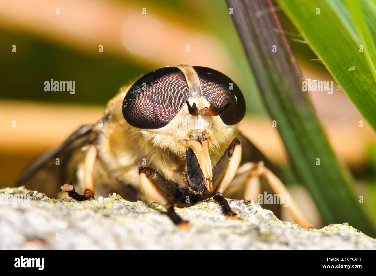 A face-on view of a dark giant horse fly (Tabanus sudeticus) perched on ...