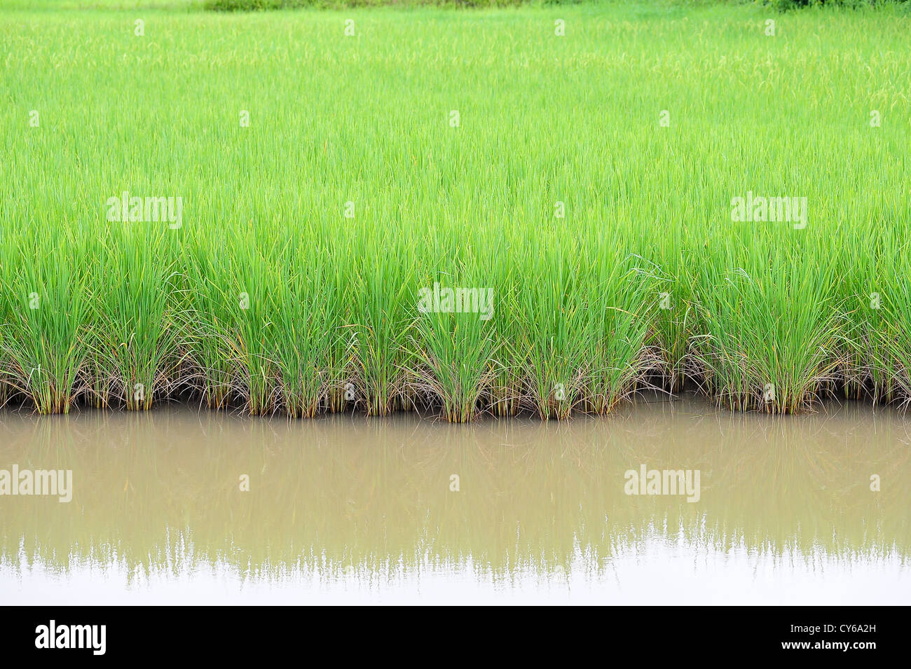 Green rice farm Stock Photo - Alamy
